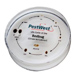 CSI Kit replacement parts - Bed Bug Specimen Life Cycle ID